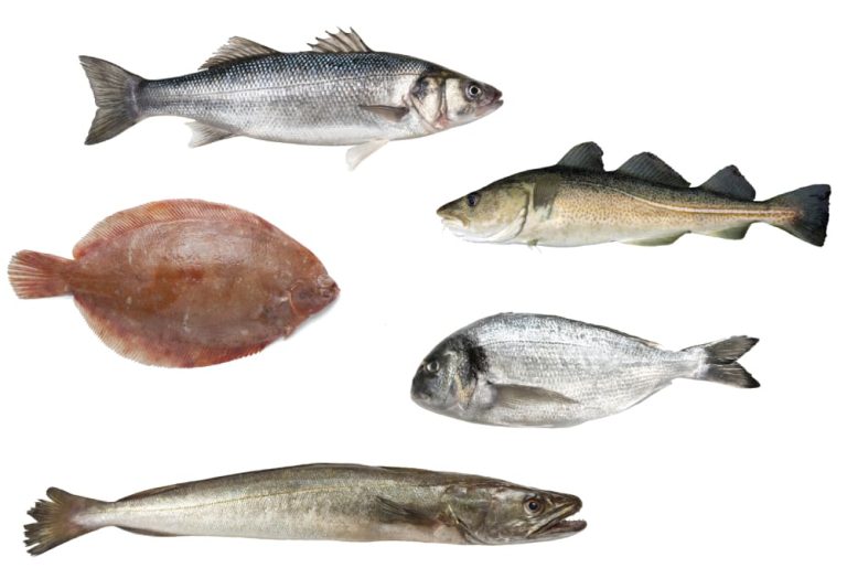 Tipos De Pescados Blancos y Sus Aplicaciones Culinarias 2026 | LA ...